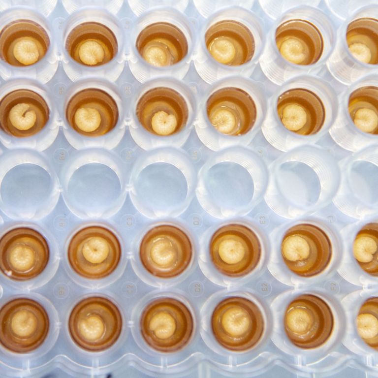 BioChem Agrología - Ecotoxicology